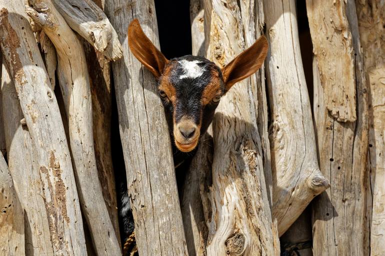 La biquette Photography by Michel Gonzalez | Saatchi Art