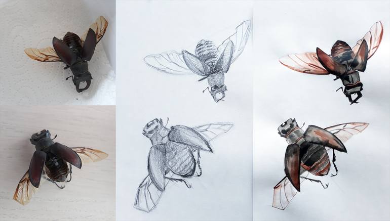 Stag beetle Drawing by Orsolya Bakonyi | Saatchi Art
