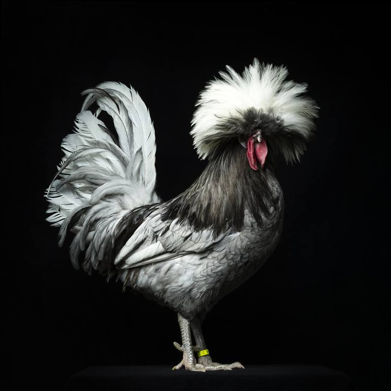 #4 Crested Dutch - Limited Edition of 3 Photography by Robby Cyron ...