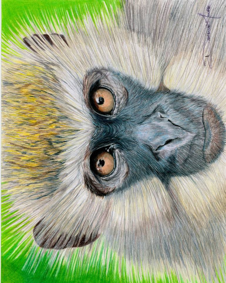 Adult Green Vervet Monkey Drawing by Danielle Moore | Saatchi Art