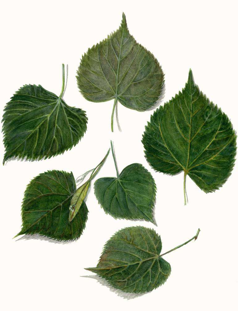 The Linden Leaves - nature sketch, botanical illustration, photorealism ...
