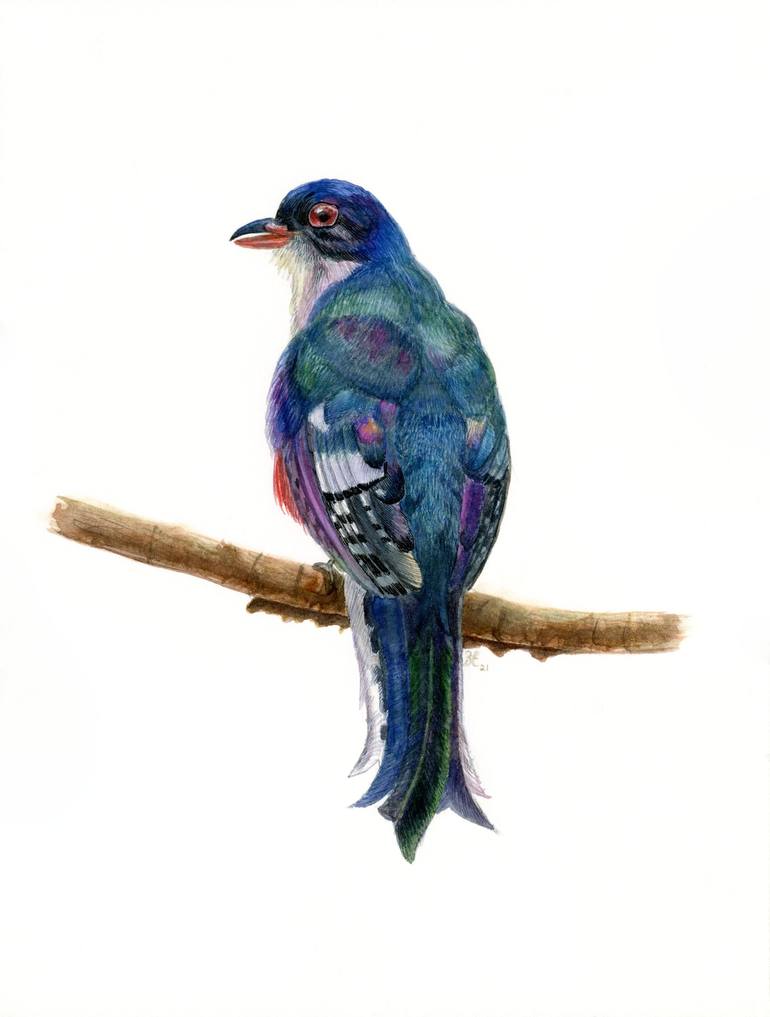 The Trogon Cuban - Priotelus temnurus - exotic birds, botanical ...