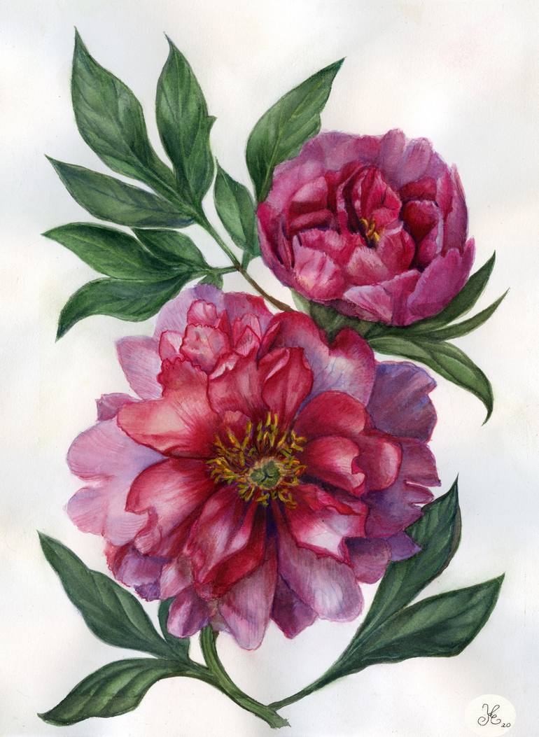 The Rose peony revolution - floral print, botanical illustration ...