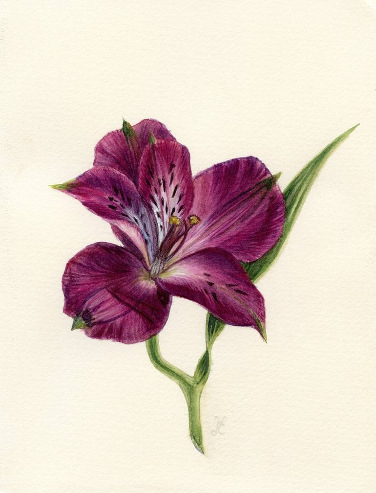 Title: The alstroemeria violet - watercolor flower, gift for her ...
