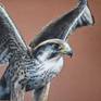 predatory falcon on toned paper with pastel pencils Drawing by Tigran ...