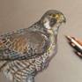 Colored Pencil Falcon Drawing on a Branch Drawing by Tigran Abramyan ...