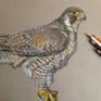 Colored Pencil Falcon Drawing on a Branch Drawing by Tigran Abramyan ...