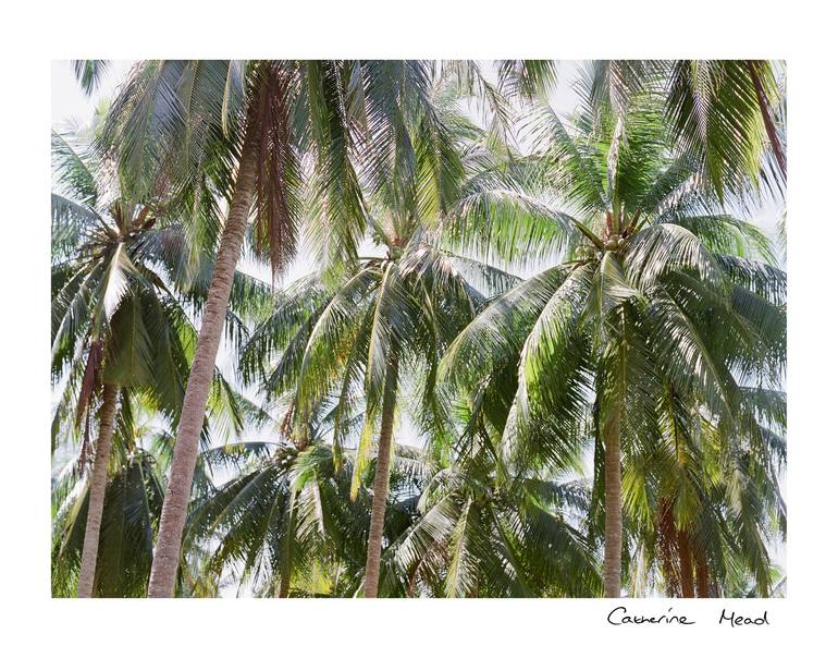 Explore Series: Tropical Breeze Photography by Catherine Mead | Saatchi Art