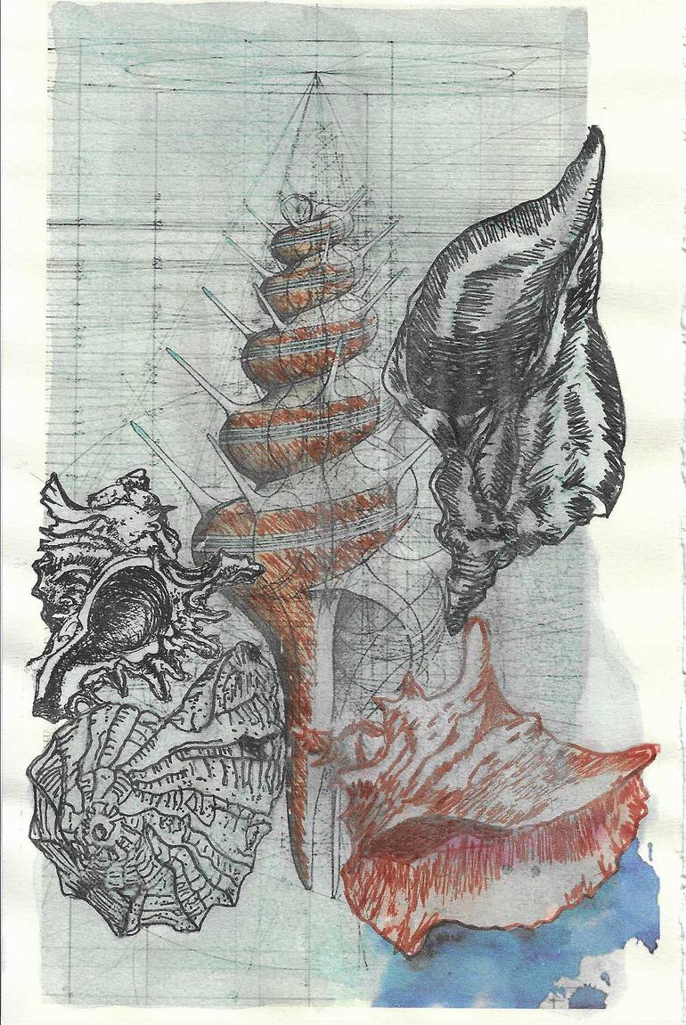 Bahamas Seashells 1 Drawing by Gerald Knowles | Saatchi Art
