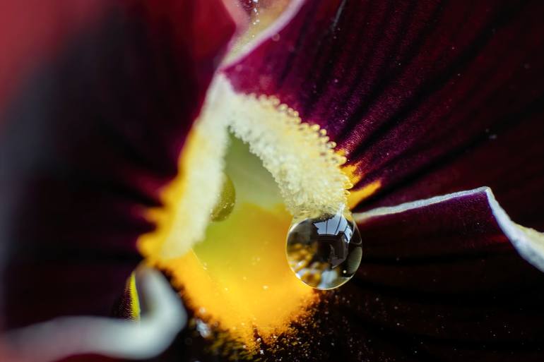Maroon Pansy A - Limited Edition of 10 Photography by Brent Smith ...