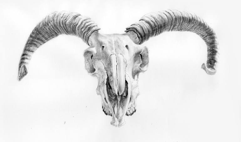 Ram Study Drawing by Jay Hurst | Saatchi Art