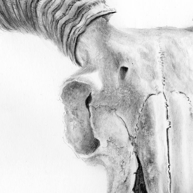 Ram Study Drawing by Jay Hurst | Saatchi Art