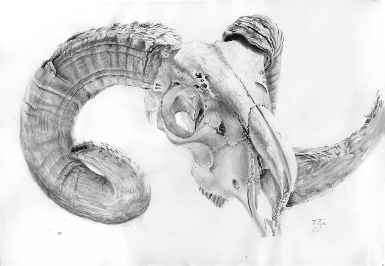 Ram Study II Drawing by Jay Hurst | Saatchi Art