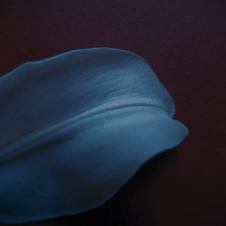 dark petal Photography by Carrie Mok | Saatchi Art