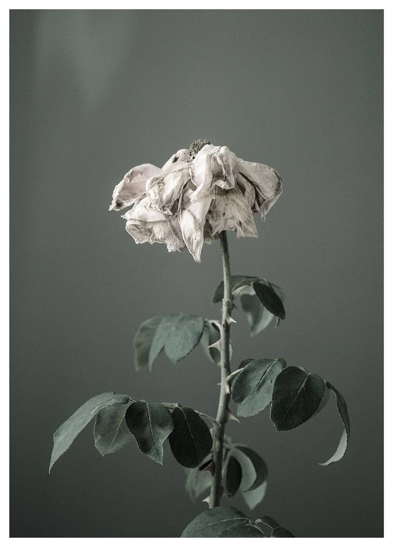 WILT #1 - Limited Edition of 10 Photography by Colin Malcolm Dutton ...