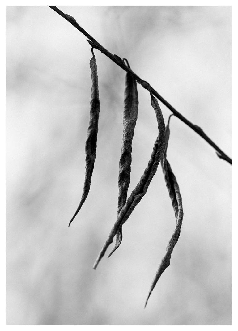 Bosco #1 - Limited Edition of 10 Photography by Colin Malcolm Dutton ...