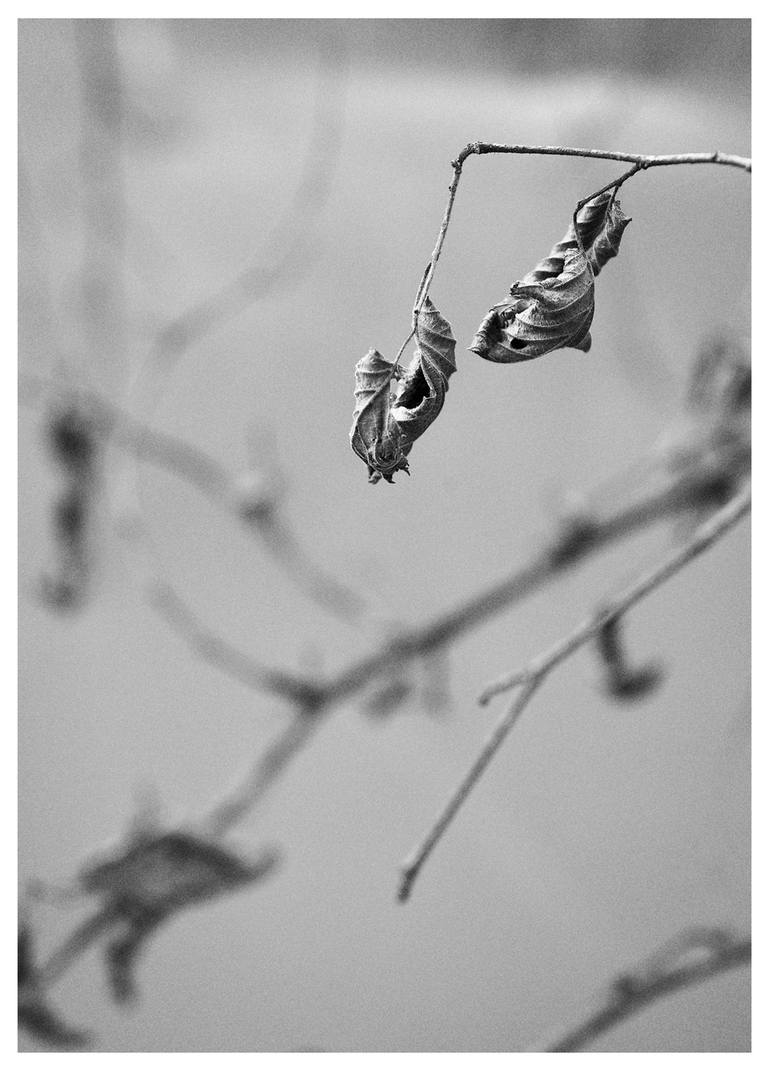 Bosco #9 - Limited Edition of 10 Photography by Colin Malcolm Dutton ...