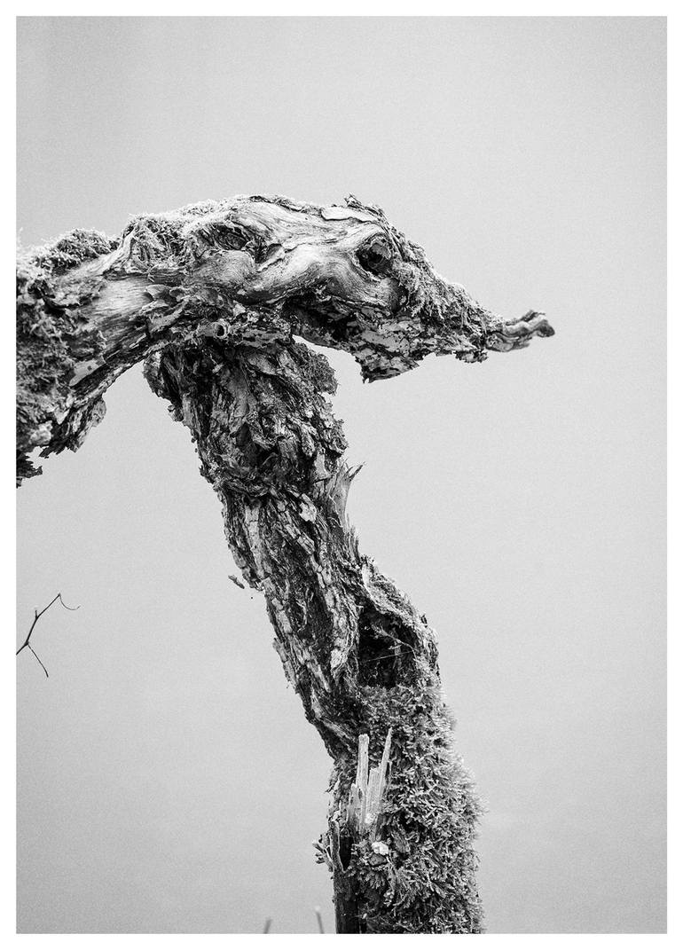 Bosco #16 - Limited Edition of 10 Photography by Colin Malcolm Dutton ...