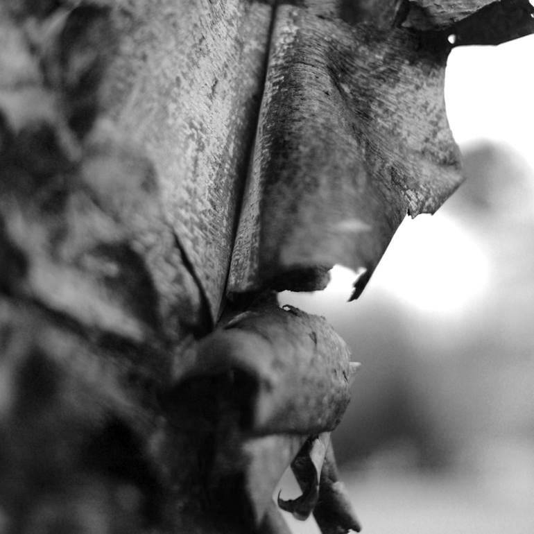 Paper Birch Bark Study Photography by Ian Wilson | Saatchi Art