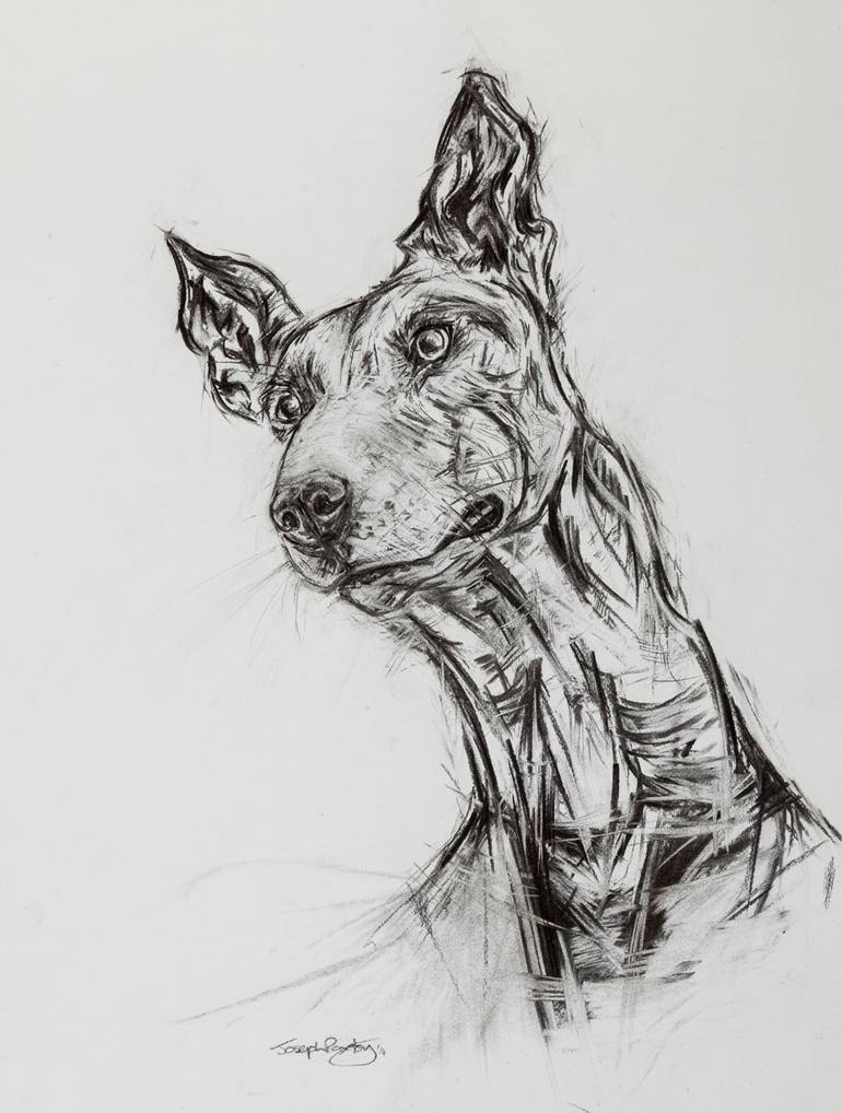 Podenco Drawing by Joseph Paxton | Saatchi Art