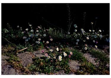 Luis Martins Pisco Artworks | Saatchi Art