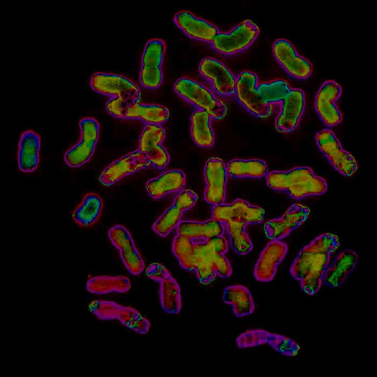 wheatGenii Painting by john zwick | Saatchi Art