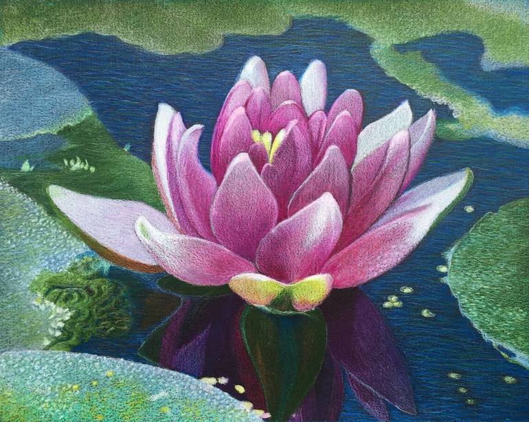 LE NYMPHEA ROSE Drawing by Dulcie Dee | Saatchi Art