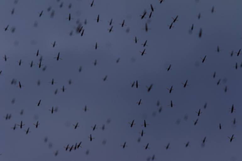 Swarmed Photography by Adam Lewis | Saatchi Art