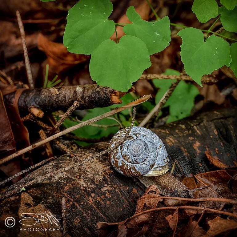 Wood Snail at Work - Limited Edition of 25 Photography by Tom Brown III ...