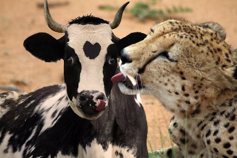 Moonie the Moocher Cow and Cheetah Photography by Moonie the Moocher ...