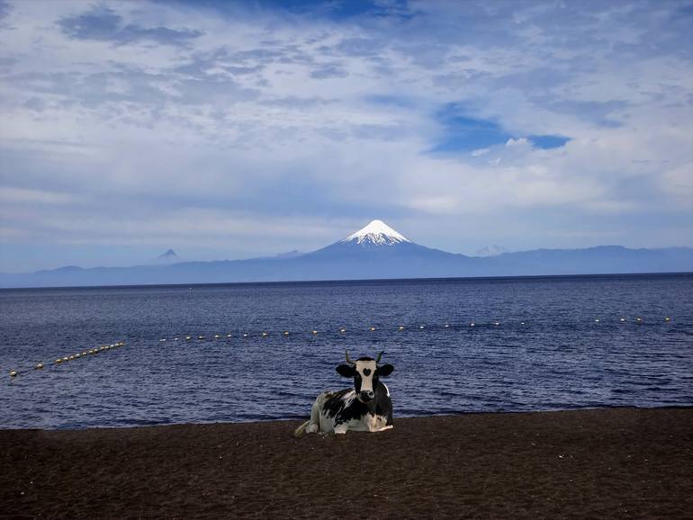 Moonie the Moocher Cow at the Osorno Volcano Photography by Moonie the ...