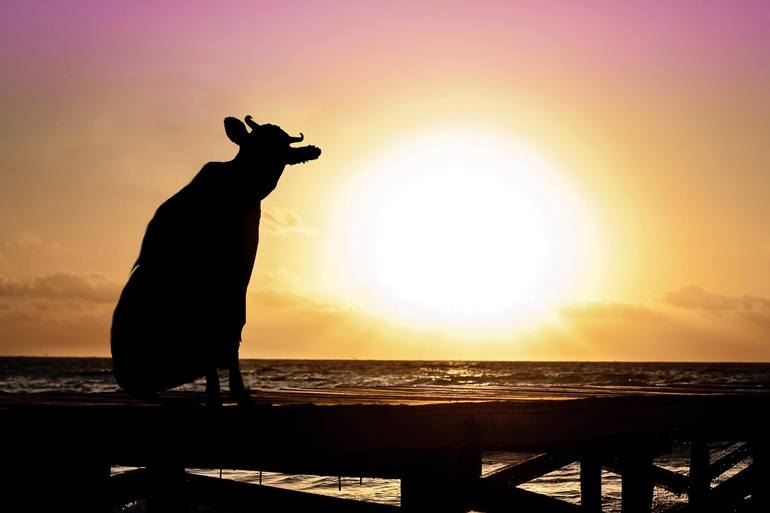 Moonie the Moocher Cow and Sunset II Photography by Moonie the Moocher ...