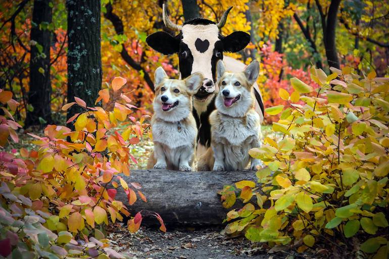 Moonie the Moocher Cow and Corgis Photography by Moonie the Moocher ...