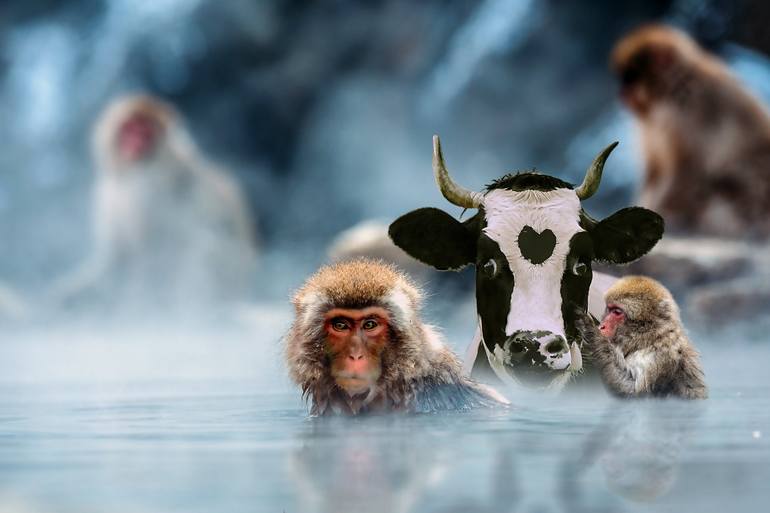 Moonie the Moocher Cow and Snow Monkeys Photography by Moonie The ...