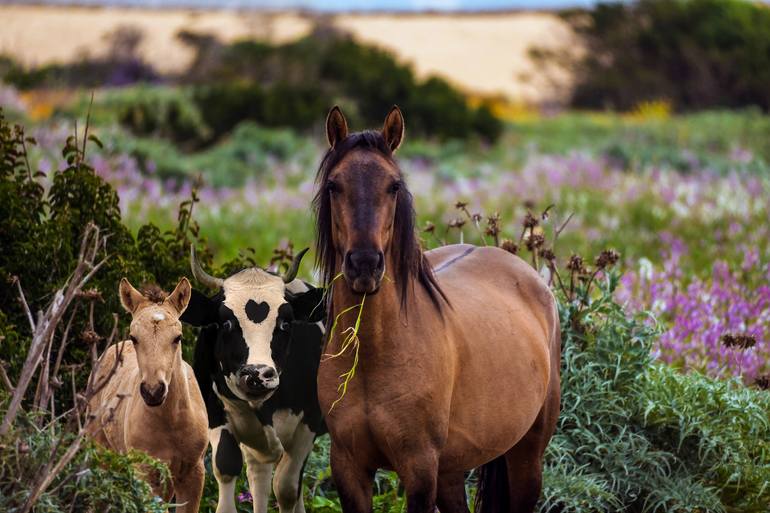 Moonie the Moocher Cow and Mare Photography by Moonie the Moocher ...
