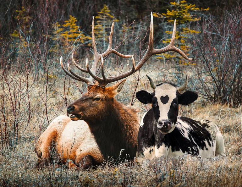 Moonie the Moocher Cow and Elk Photography by Moonie The Moocher ...