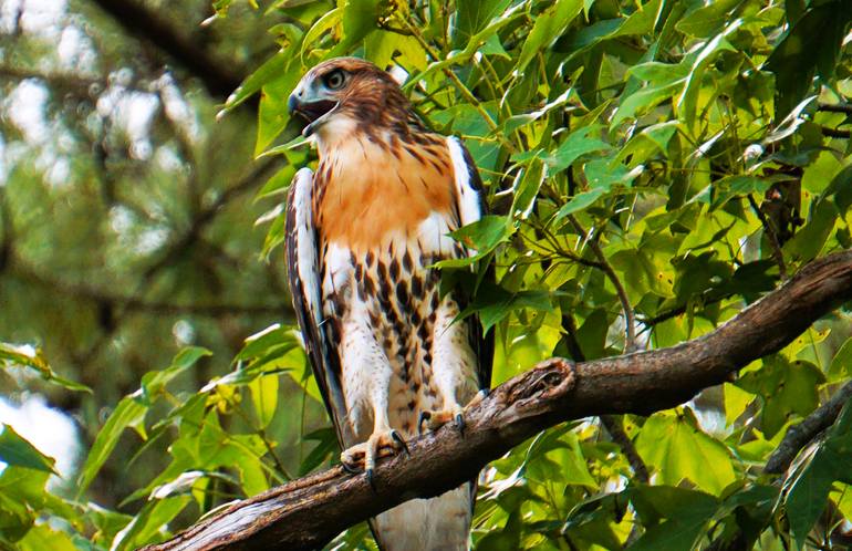 Talking Hawk in a Tree Photography by Michael Vanpatten | Saatchi Art