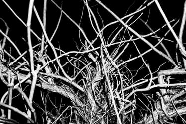 Elizabeth Watson | Saatchi Art