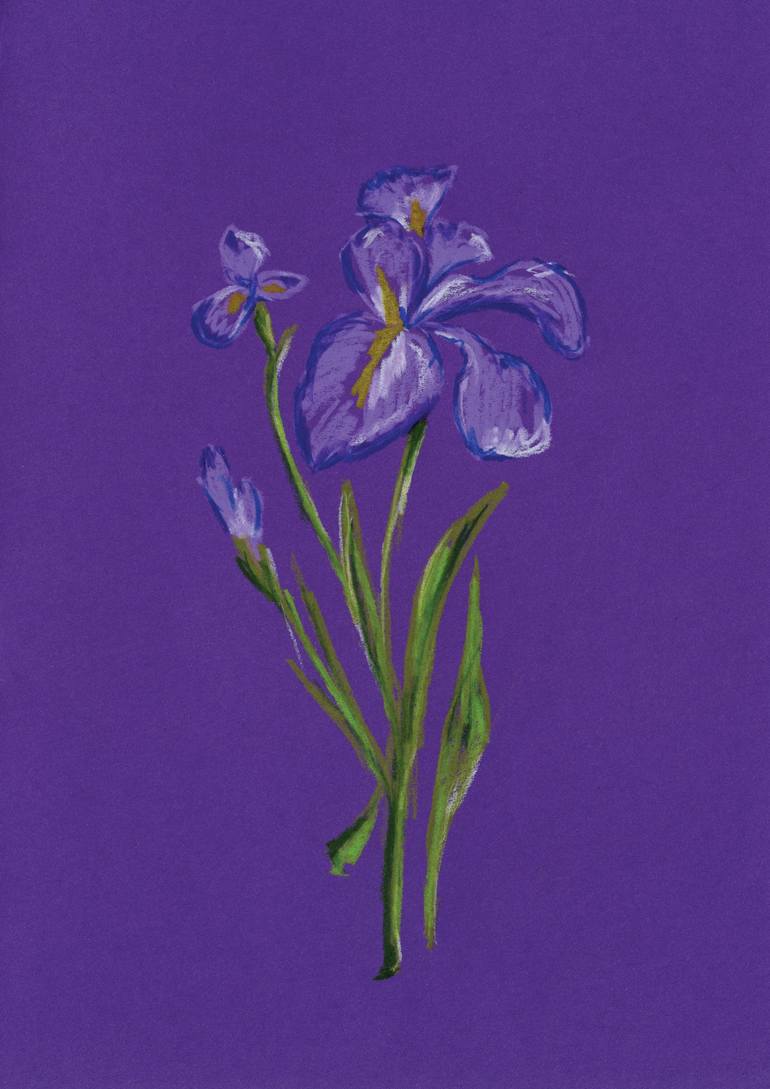Iris Flower - Birth Month February Drawing by Amy Baker | Saatchi Art