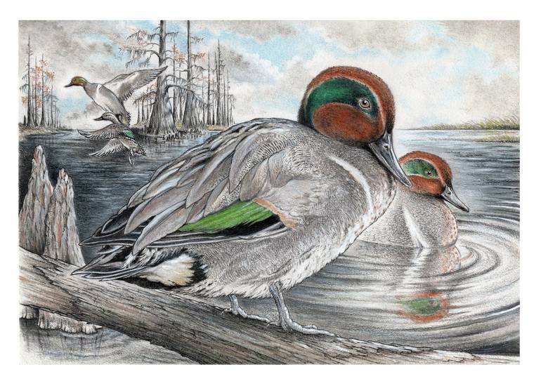 Green-winged Teal Drawing by Wh Wax | Saatchi Art