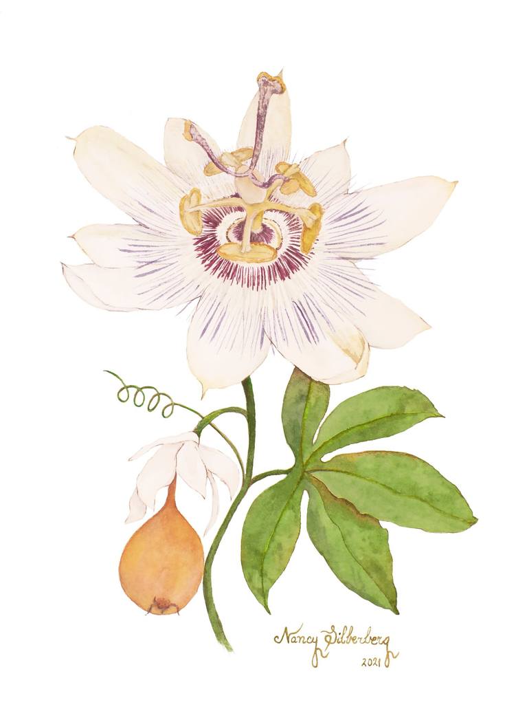 Passiflora caerulea Painting by Nancy Silberberg | Saatchi Art