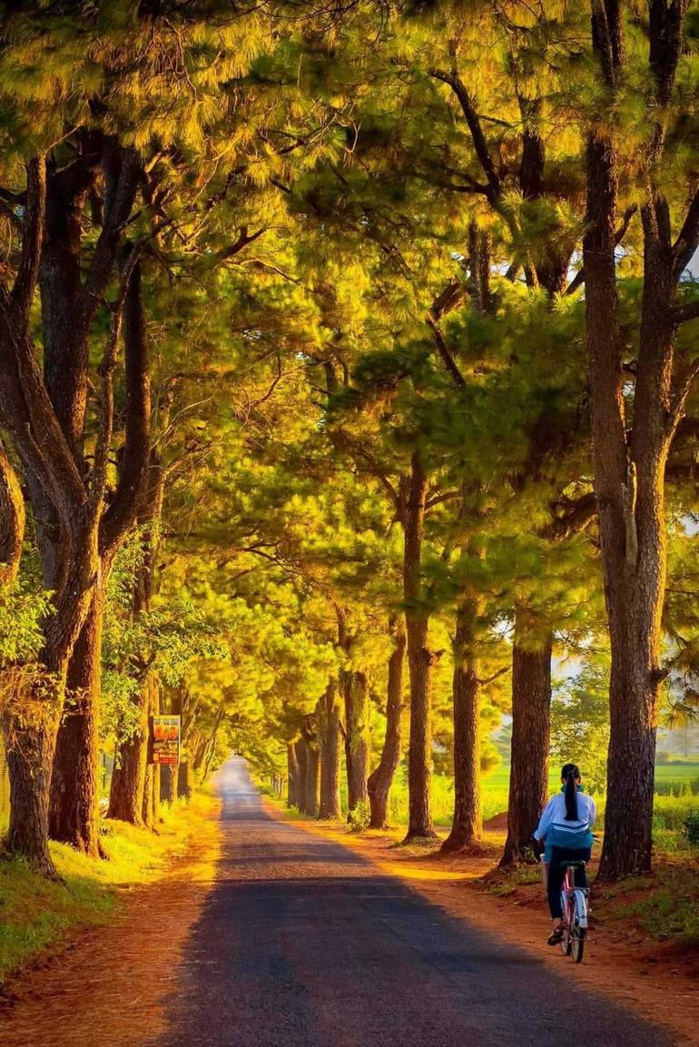Nature photo of the forest with brilliant yellow leaves in autumn ...