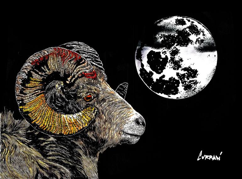 Mountain Ram Drawing by Kris Curran | Saatchi Art
