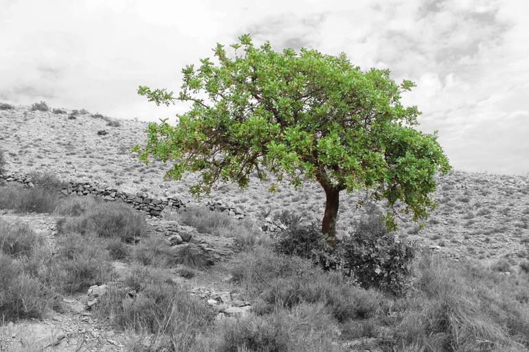 A Sole Tree of Green Photography by Andrew Cresswell | Saatchi Art