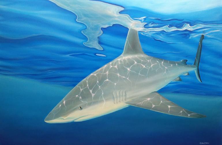Caribbean reef shark Painting by Andrew Hasler | Saatchi Art