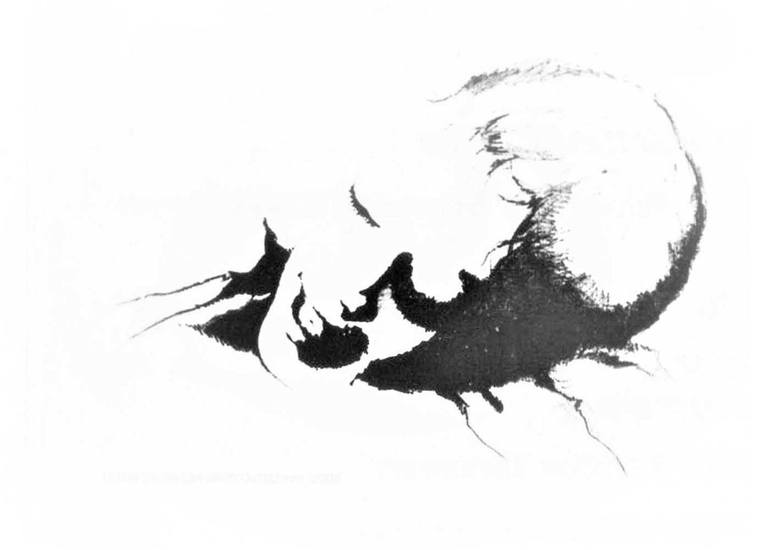 federico Drawing by Gianluigi Gentile | Saatchi Art