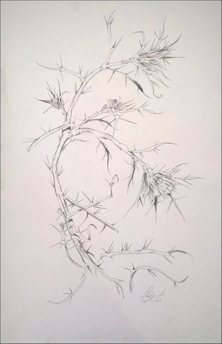 Thistle Drawing by Rodrigue Vanhoutte | Saatchi Art