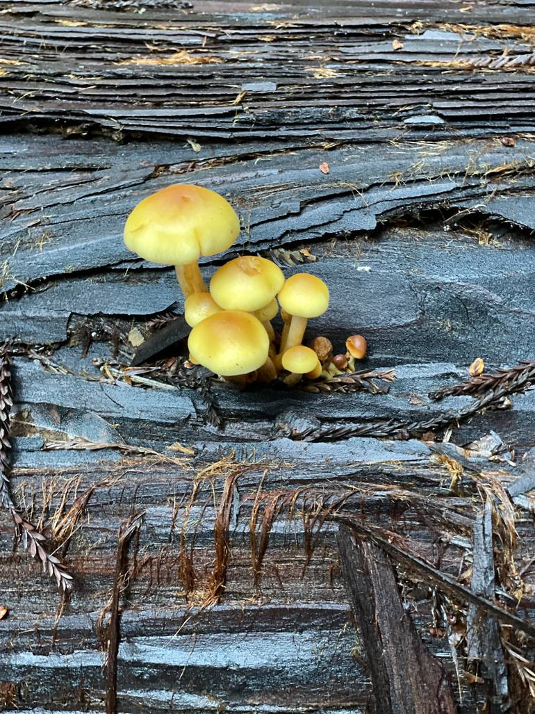 Hongos Photography by Lucrecia Serrat | Saatchi Art