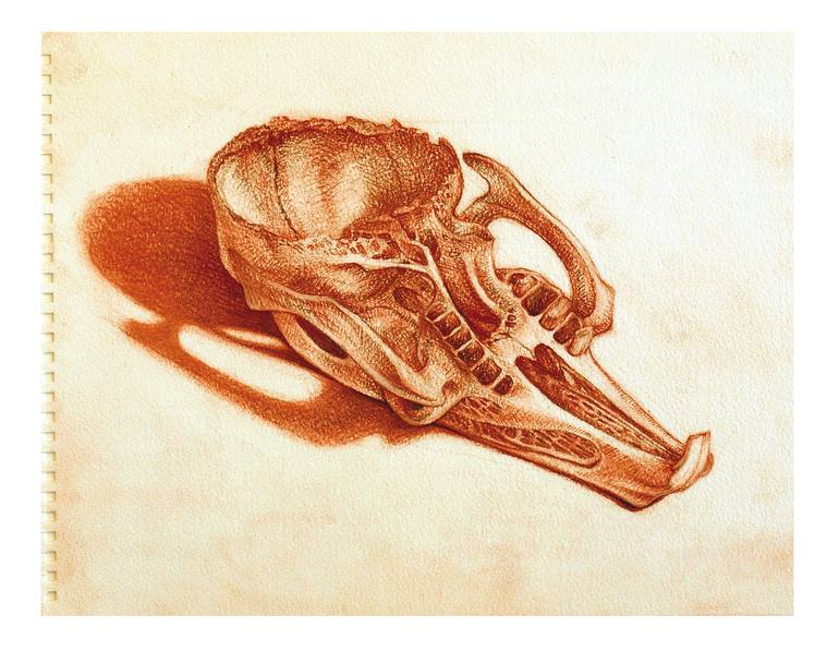 rabbit2 Drawing by Lisa Temple-Cox | Saatchi Art