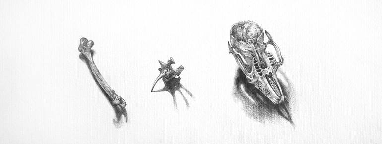 nature mort: three bones Drawing by Lisa Temple-Cox | Saatchi Art